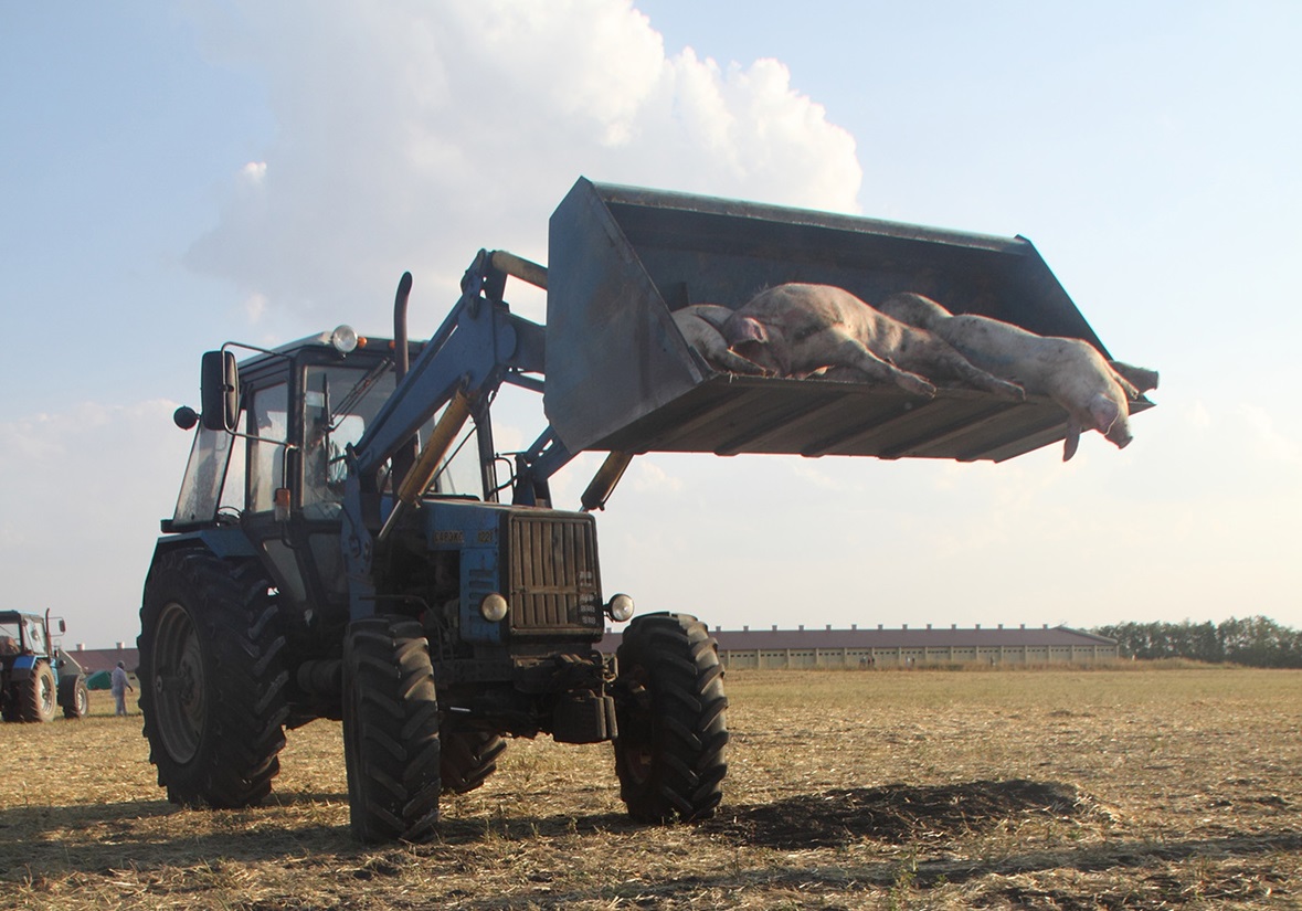Russian authorities culled 1 million pigs after ASF cases | Ветеринария ...